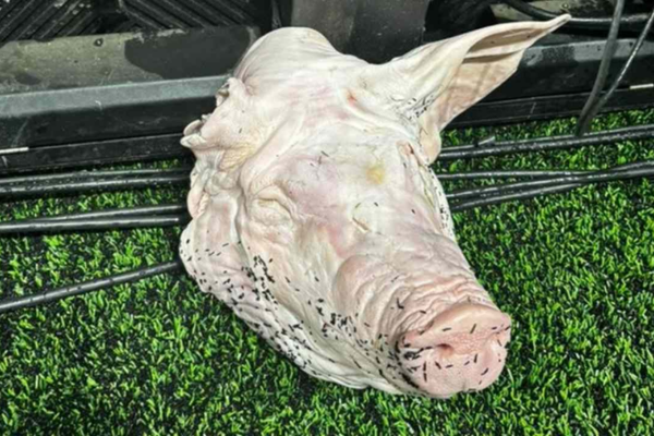 STJD nega recurso do Corinthians e mantém multa por cabeça de porco ...